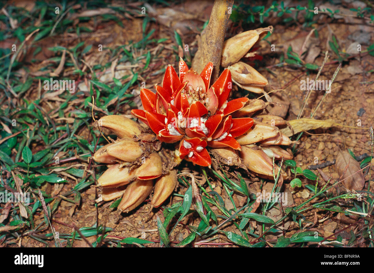 Cardamom Leaf Plant Stock Photos & Cardamom Leaf Plant Stock Images - Alamy
