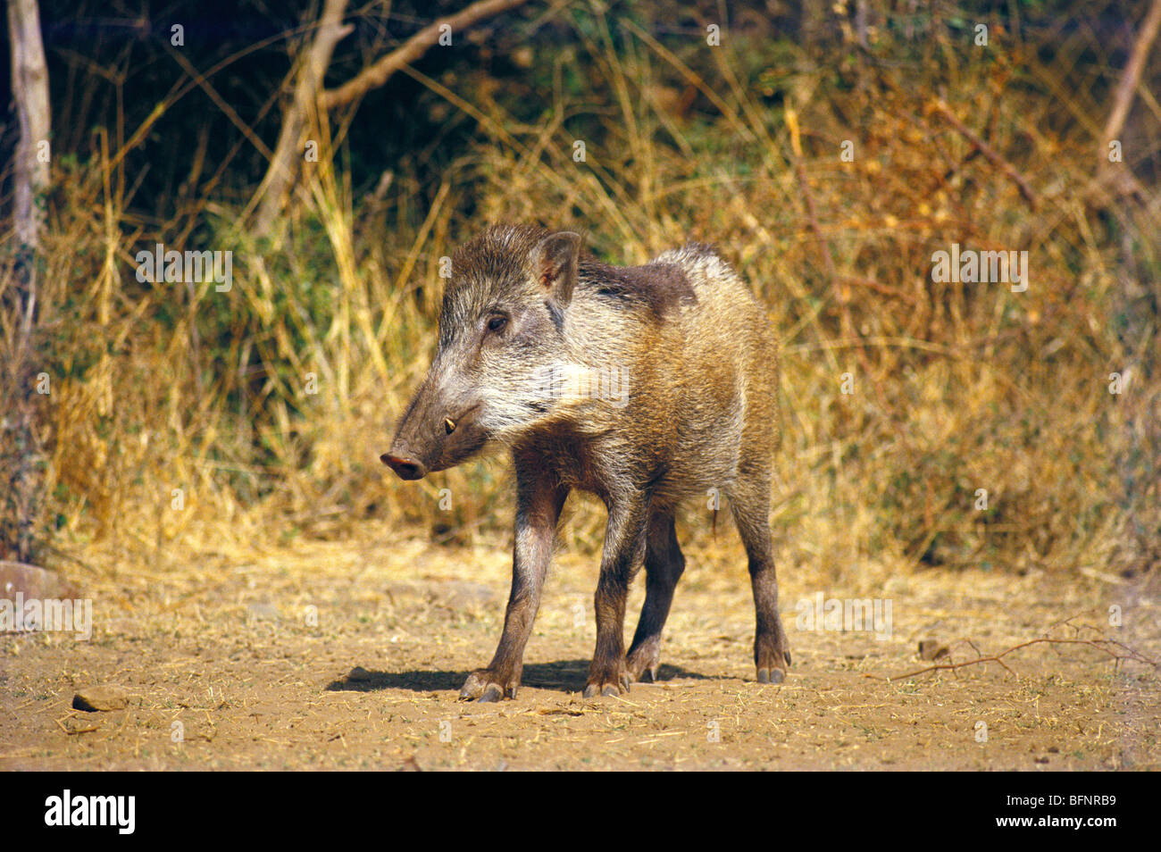 Wild Boar ; wild swine ; wild pig ; common wild pig ; Kanha national ...