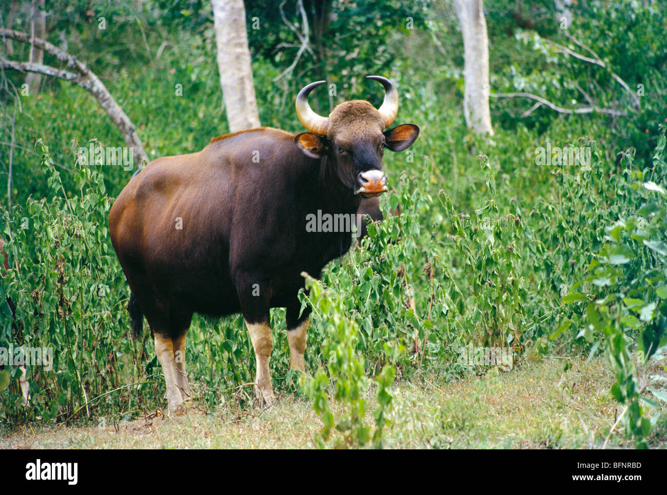 Gaur ; Indian Bison ; Kanha national park ; Kanha wildlife sanctuary ...