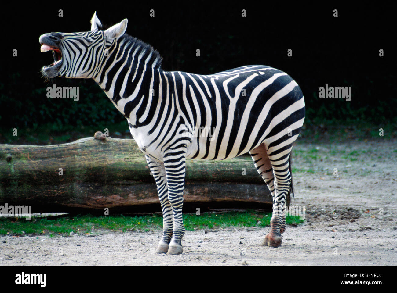 Zebra braying ; zoo ; zoological garden ; Copenhegan ; Denmark ; europe ...