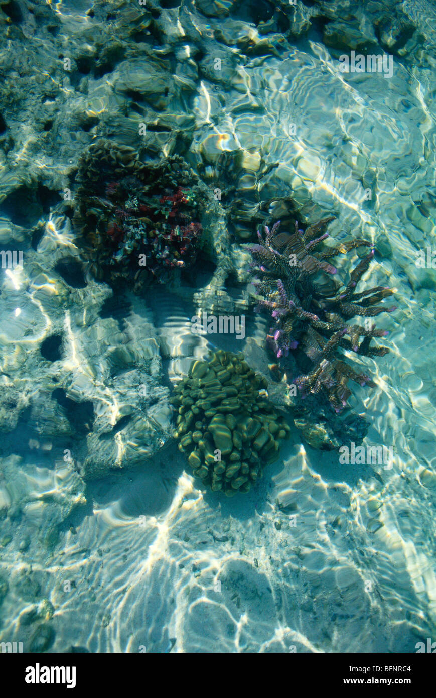 Corals underwater ; Kalpeni ; Lakshadweep ; India ; asia Stock Photo ...
