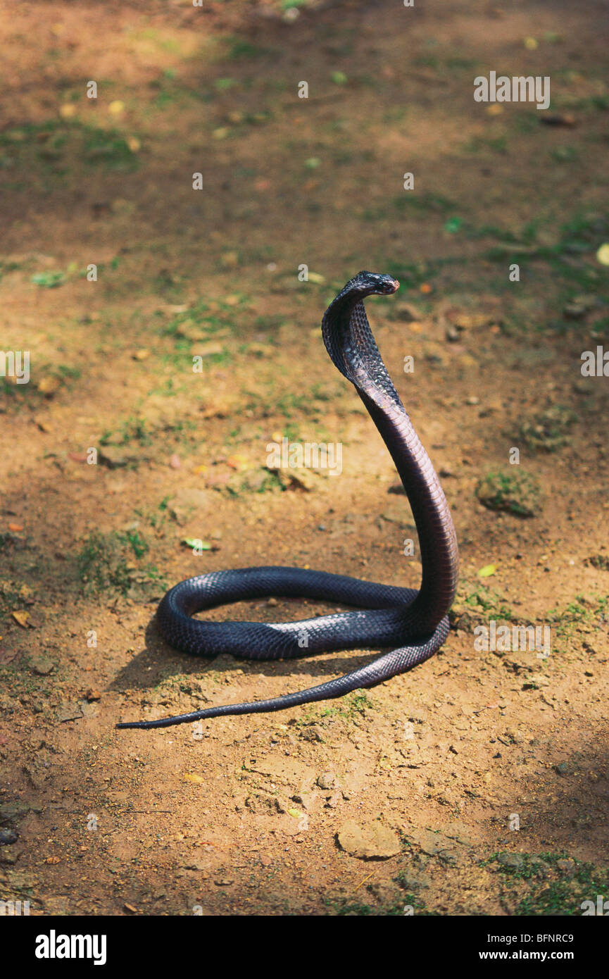STP 60441 : Reptiles ; black cobra snake with open hood Stock Photo ...