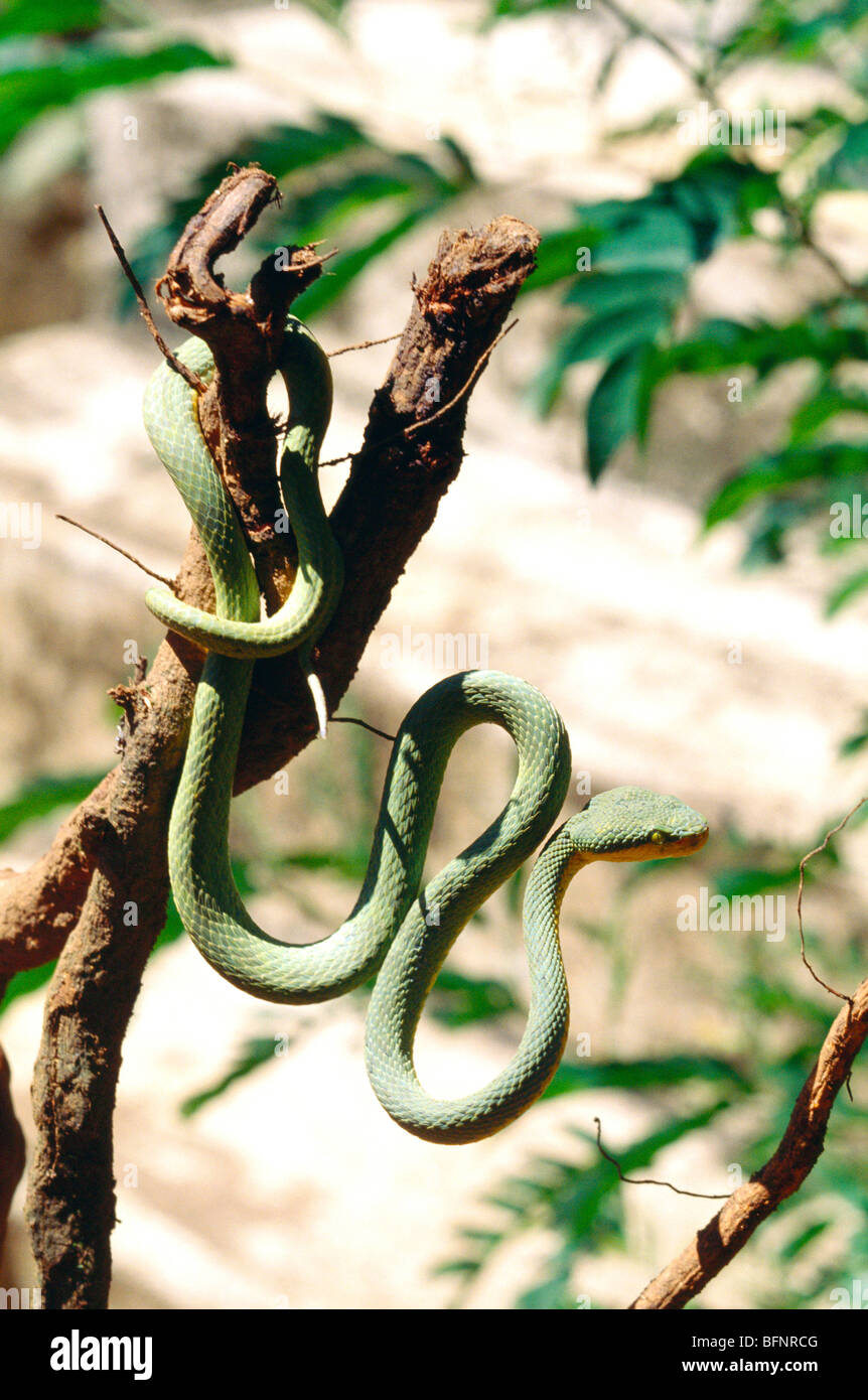 bamboo pit viper snake Stock Photo - Alamy