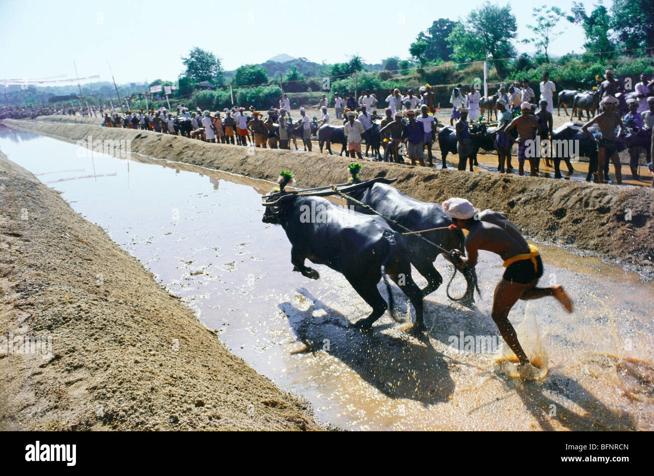 Kambala buffalo racing ; Karnataka ; India Stock Photo - Alamy