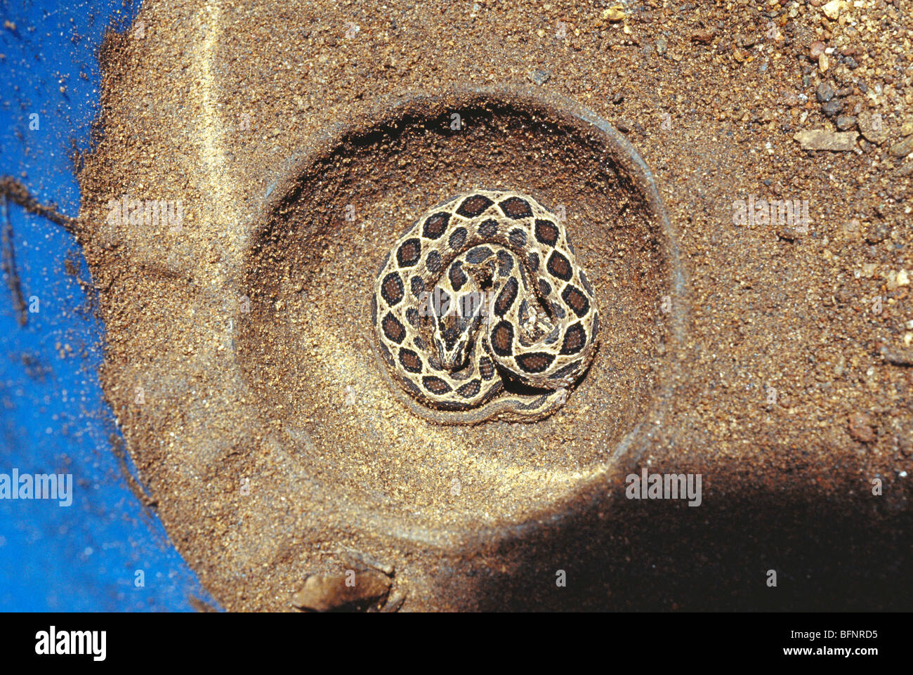Russells viper hi-res stock photography and images - Alamy