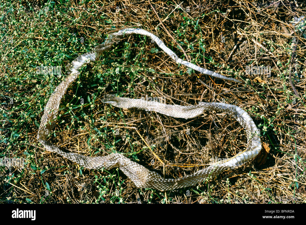 Snake skin moulting hi-res stock photography and images - Alamy