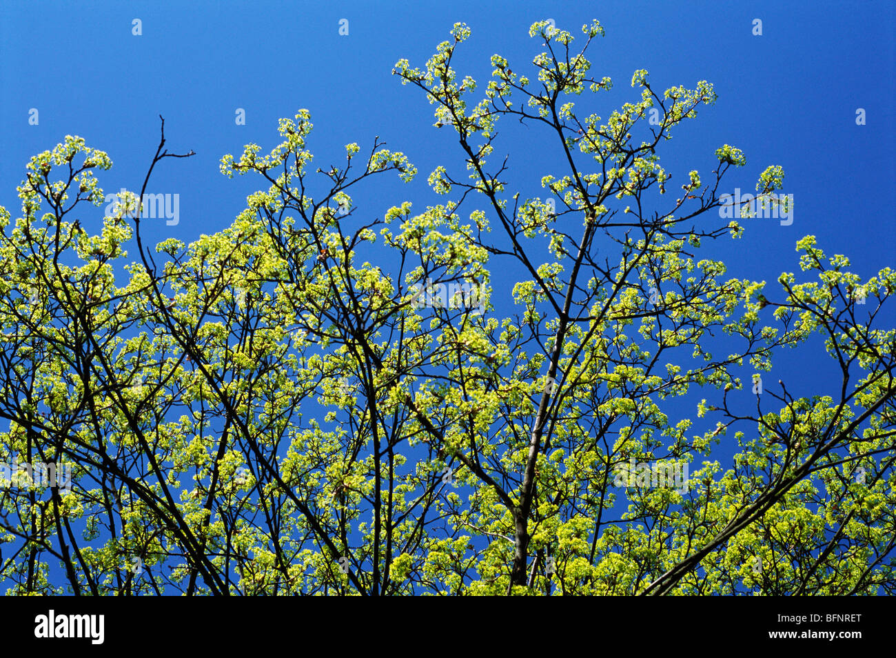 Flowering trees of india hi-res stock photography and images - Alamy