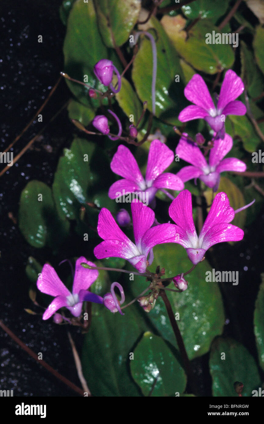 Rock balsam wild flower hi-res stock photography and images - Alamy