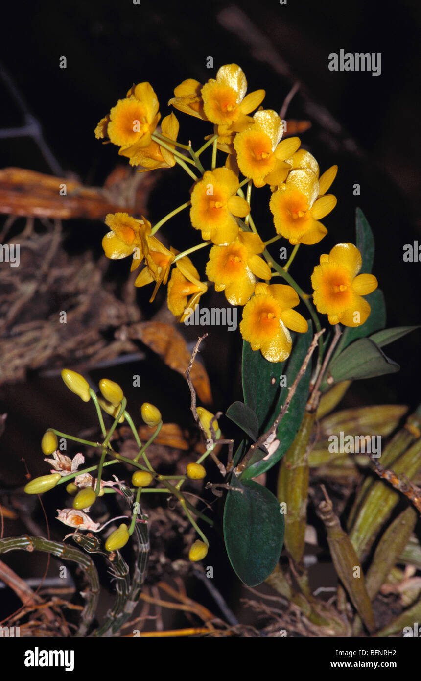 IKA 62978 : Orchids ; Himalayan dendrobium sp ; Sikkim ; India Stock ...