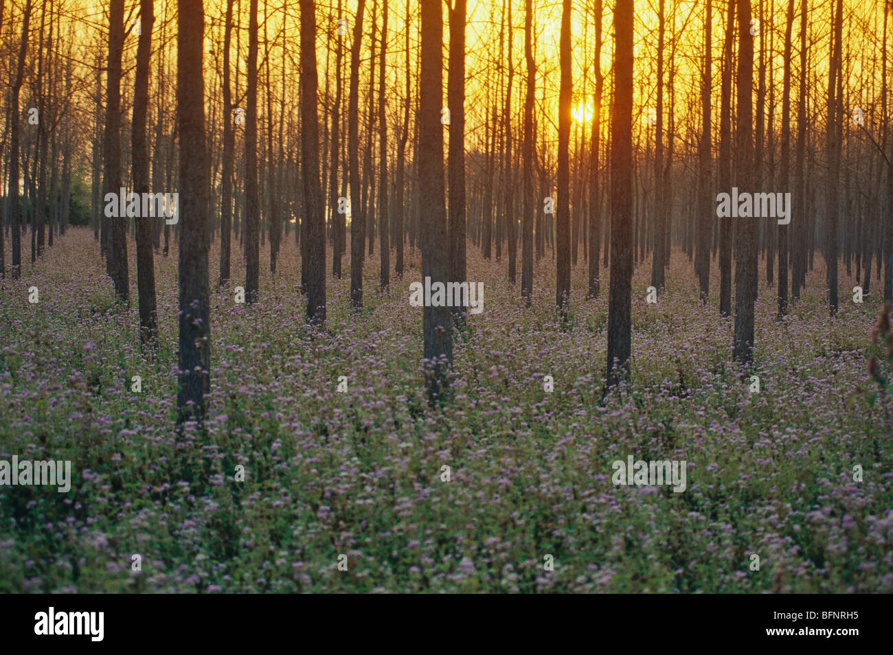 Forest sunrise ; almora ; Uttarakhand ; India ; asia Stock Photo - Alamy