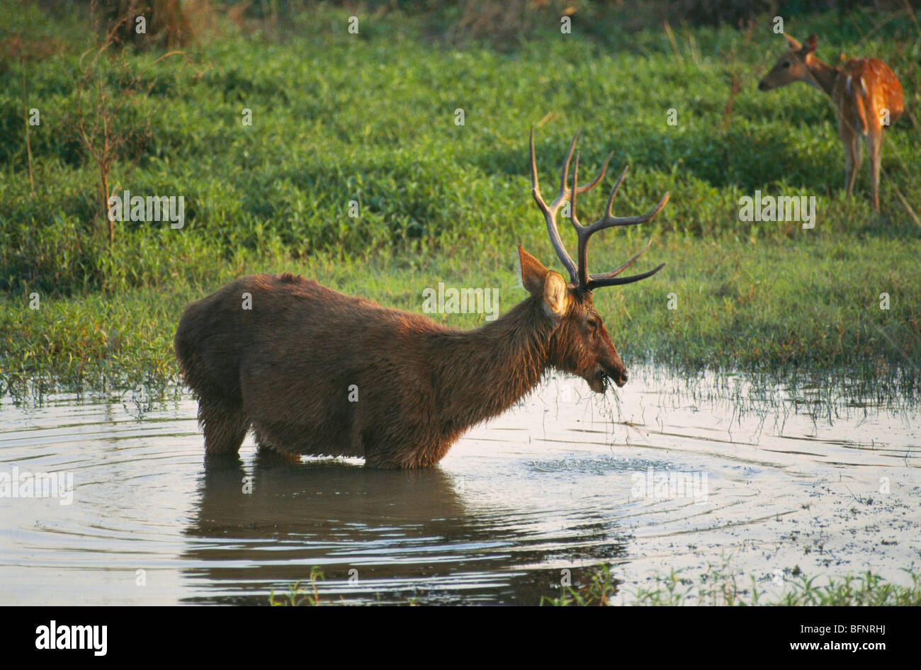 Barasingha ; swamp deer in water ; Kanha Kisli national park ; Mandla ...
