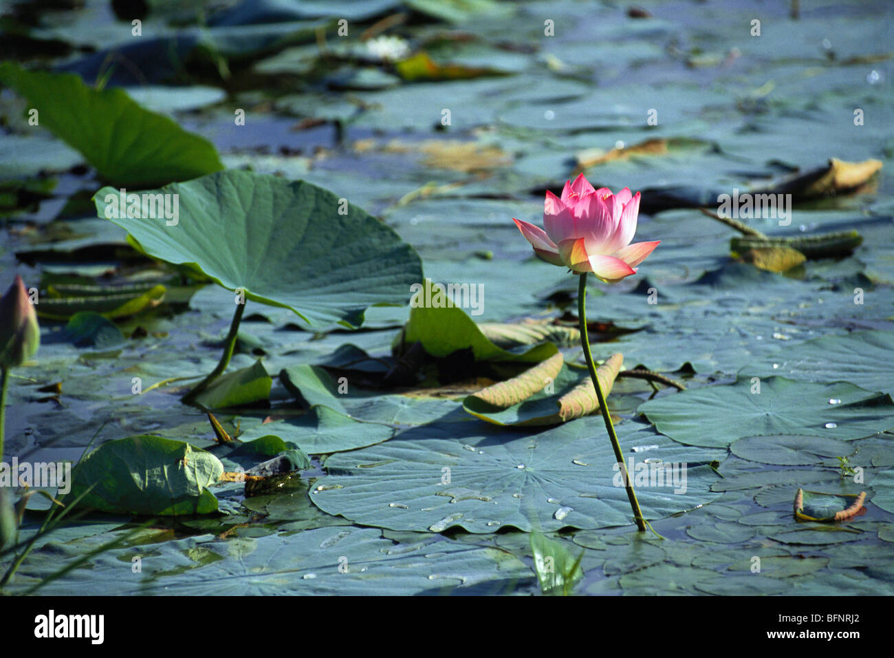 Indian lotus plant hi-res stock photography and images - Alamy