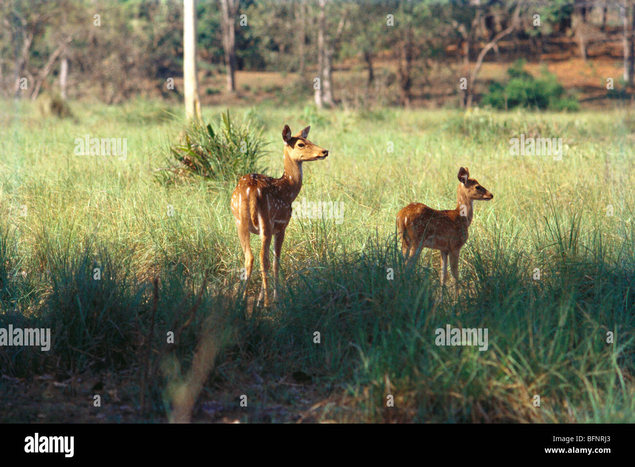 IKA 60515 : Chital or spotted deer stag axis axis mother & calf in ...