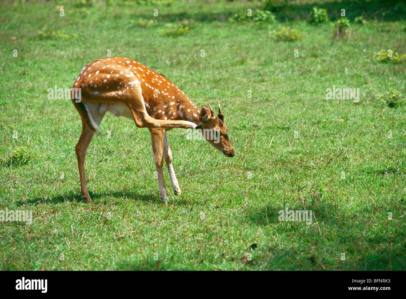Deer scratching hi-res stock photography and images - Alamy