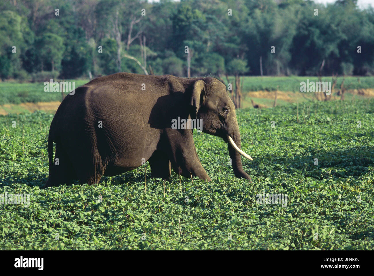 Elephant in kabini forest hi-res stock photography and images - Alamy