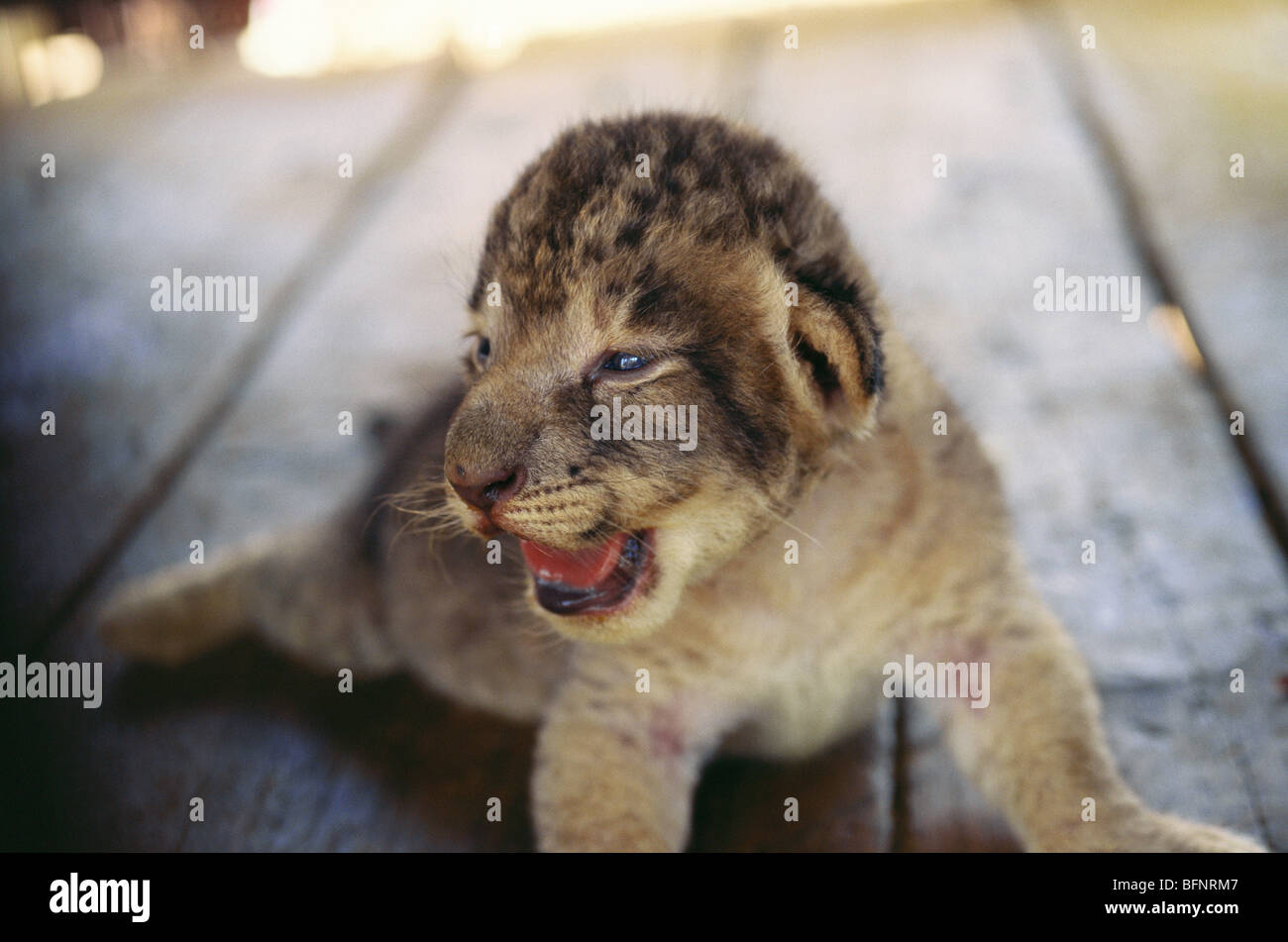 Seven days old lion cub Stock Photo - Alamy