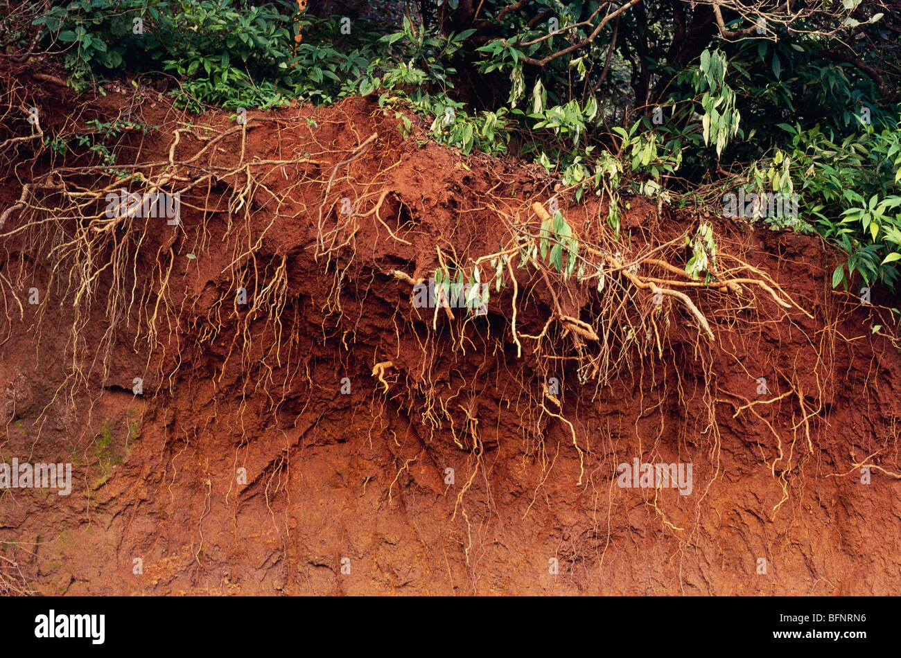 Roots ; soil erosion ; Matheran ; Maharashtra ; India ; asia Stock ...