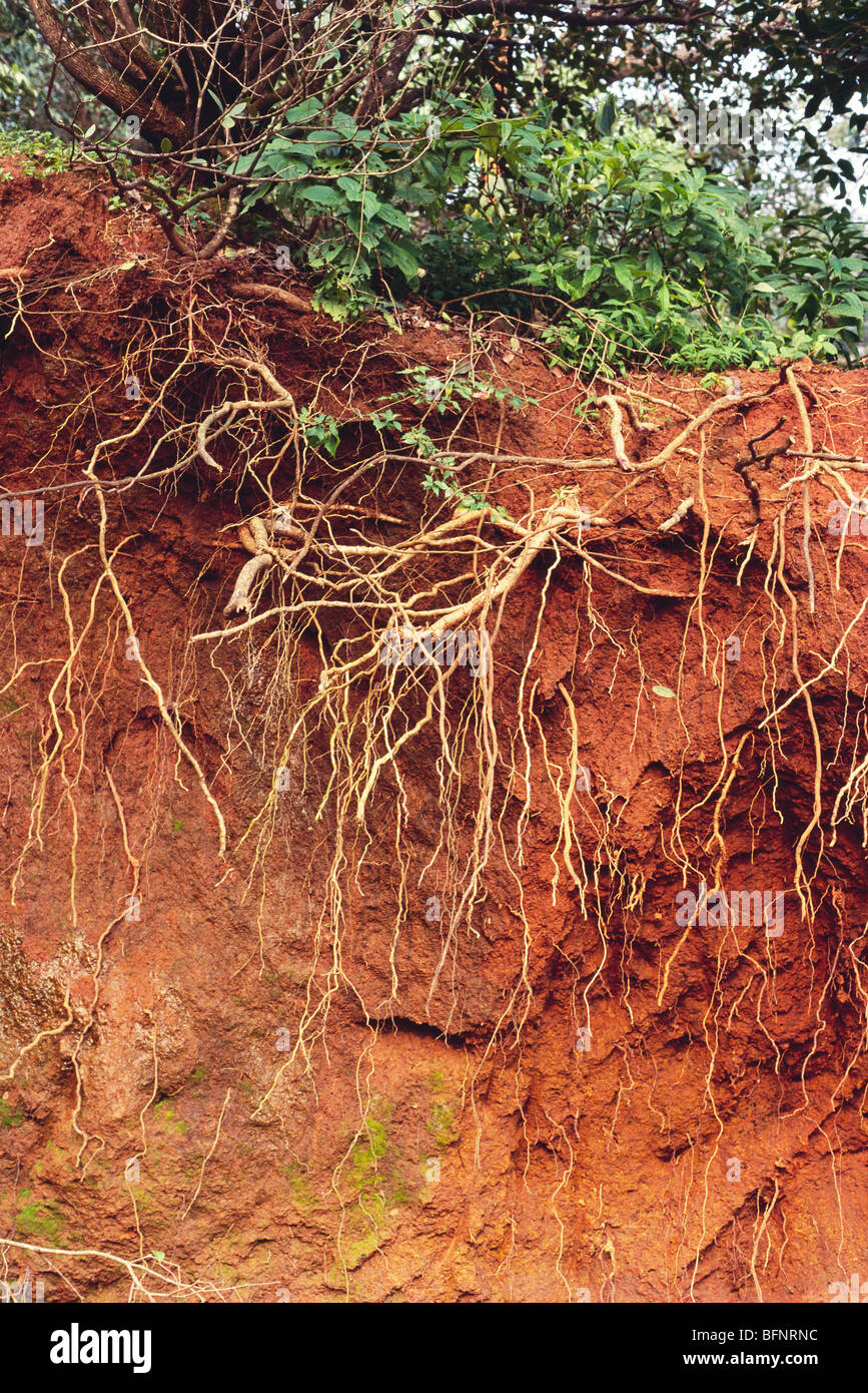 Roots ; soil erosion ; Matheran ; Maharashtra ; India ; asia Stock ...
