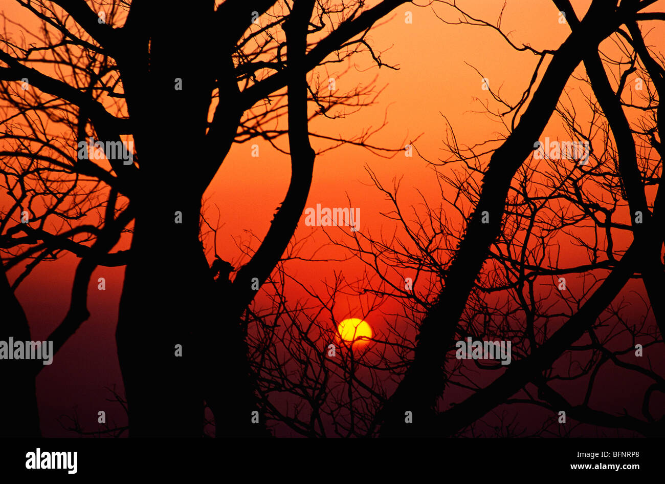 Sunset behind leafless tree ; Dharamsala ; Himachal Pradesh ; India ...