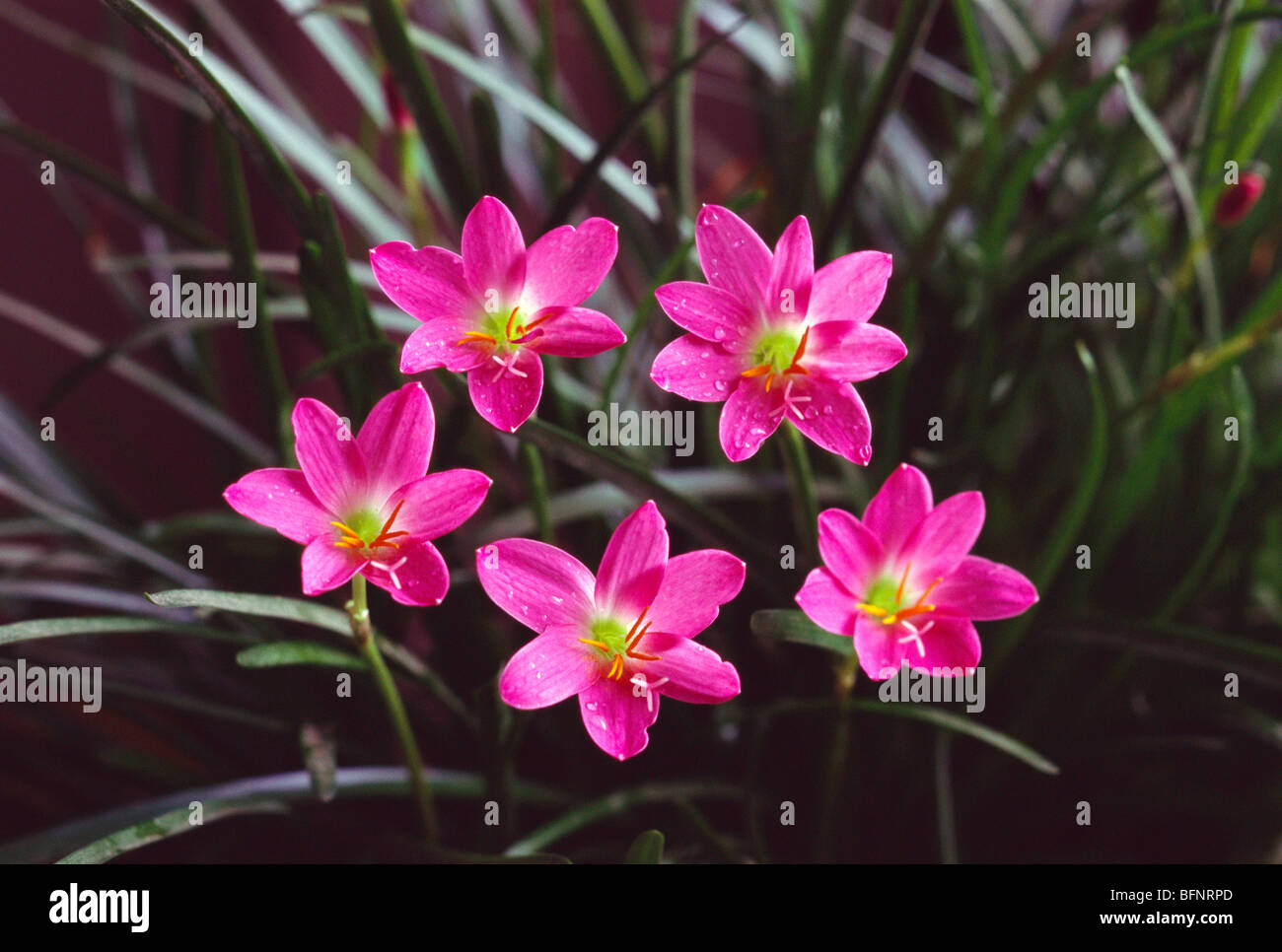 Five pink lily flowers hi-res stock photography and images - Alamy