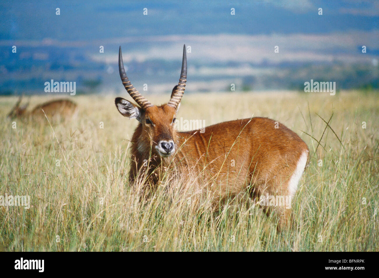 Waterbuck, Nakuru ; Kenya ; Africa Stock Photo - Alamy