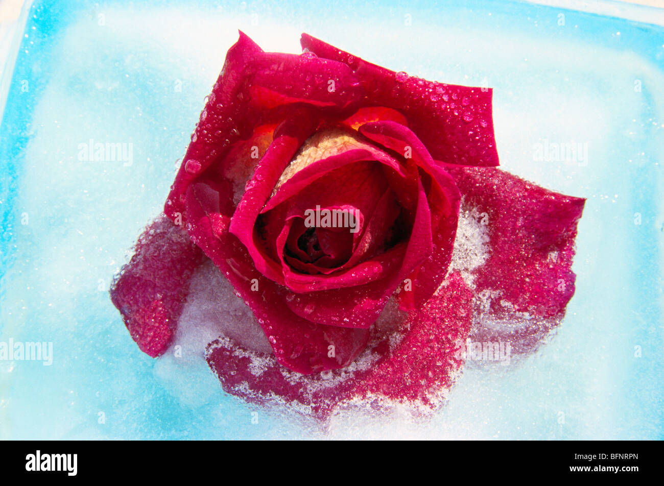 Frozen red rose on ice Jodhpur Rajasthan India Stock Photo - Alamy
