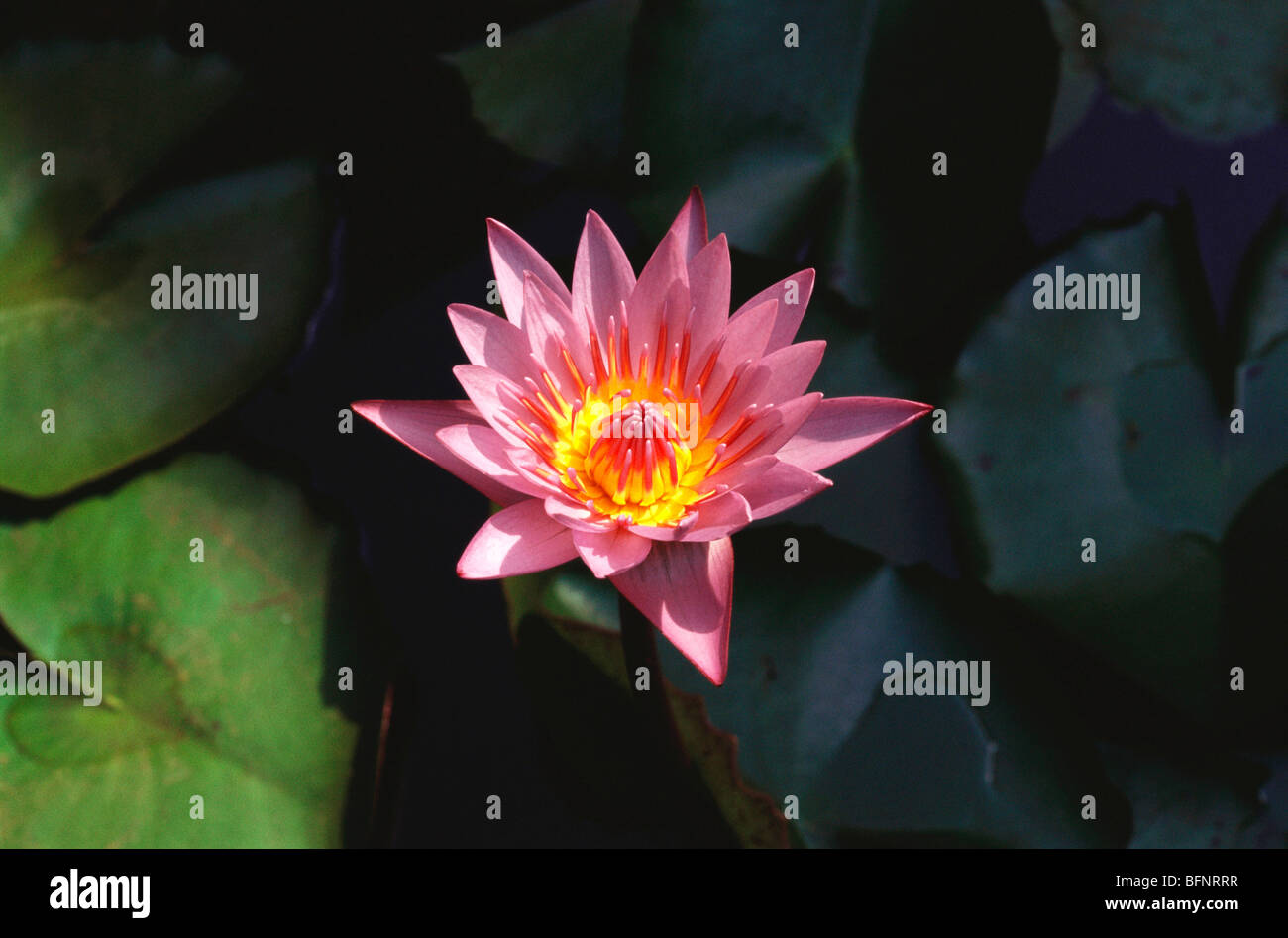 Lotus flower ; Nelumbo nucifera ; Indian lotus ; sacred lotus ; bean of ...