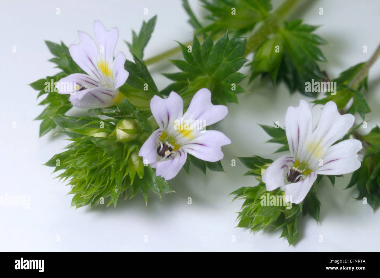 Eyebright (Euphrasia officinalis, Euphrasia rostkoviana), flowering ...