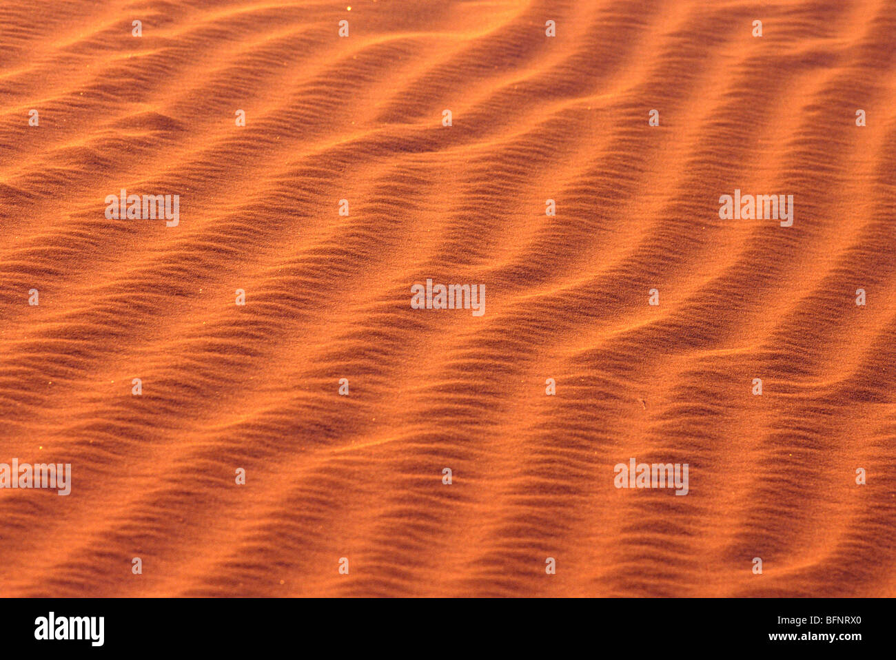 Thar desert ; Sand Dunes ; Khuri ; Jaisalmer ; Rajasthan ; India ; Asia ...