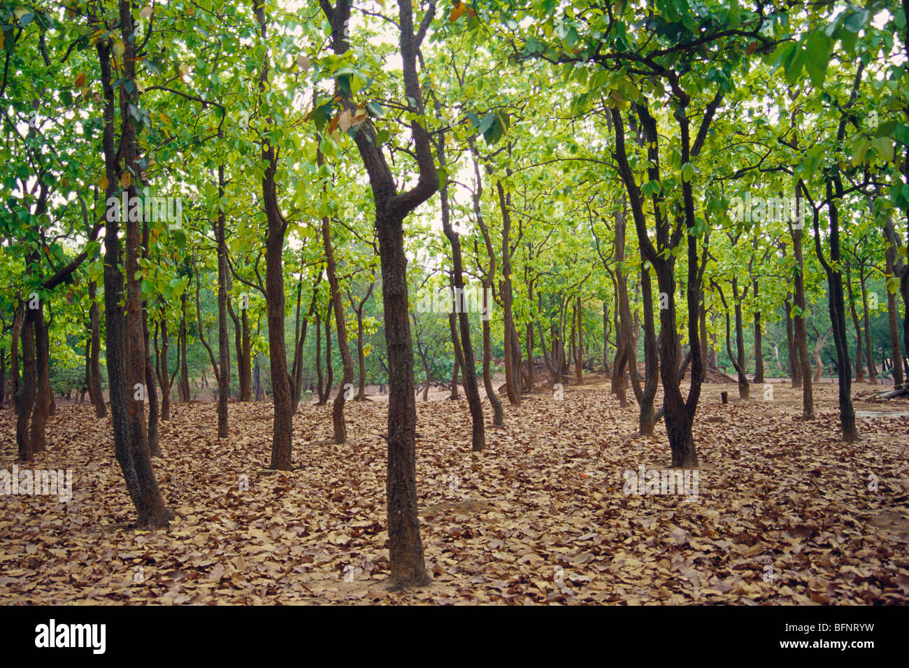 Forest plantation ; India ; asia Stock Photo - Alamy