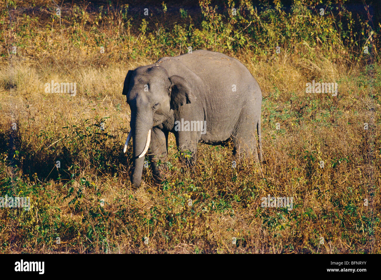 Elephant tusker ; Manas National Park ; Manas Wildlife Sanctuary ...