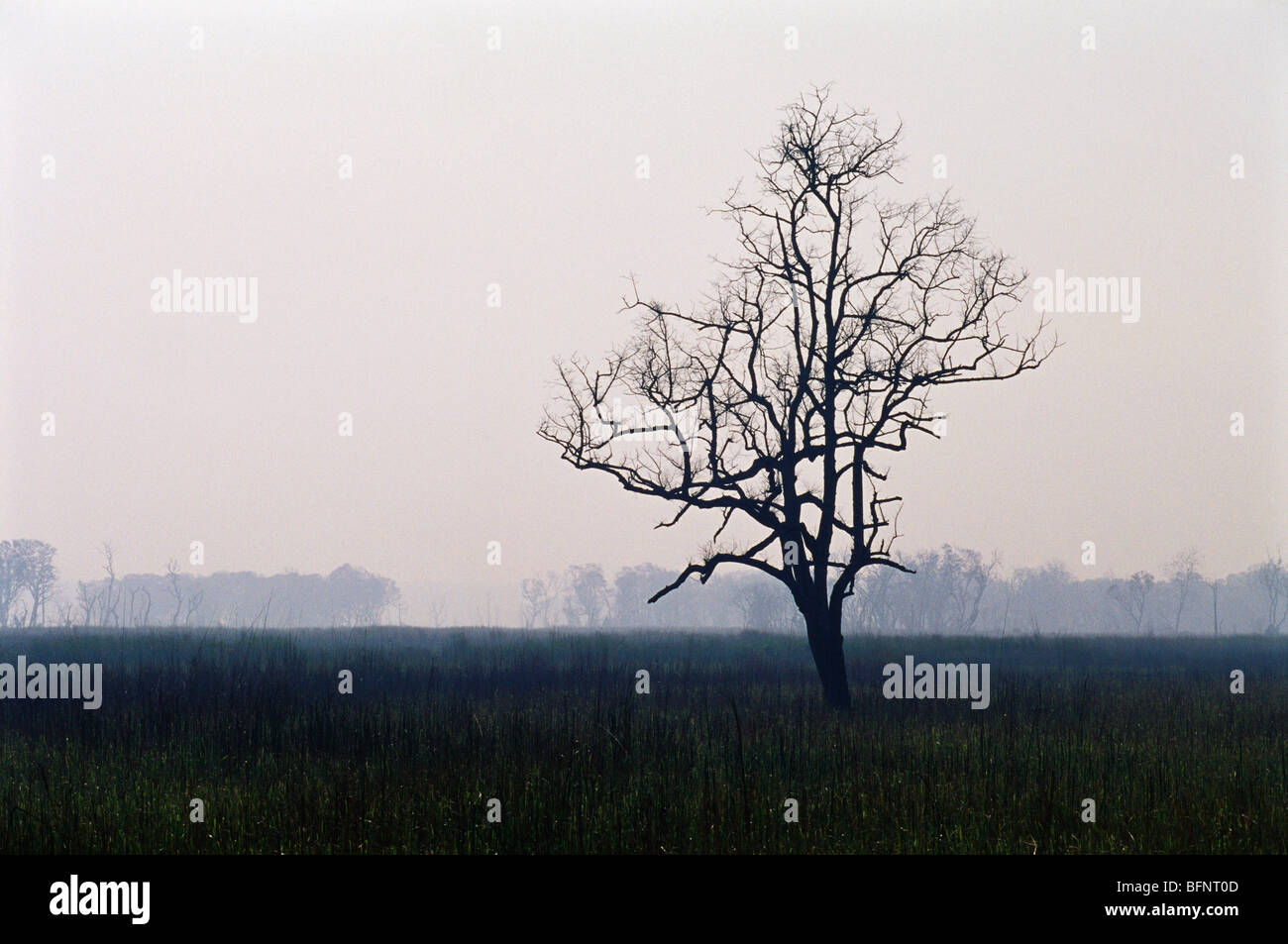 Leafless bare burnt tree in forest fire ; Dudhwa National Park ; Palia ...