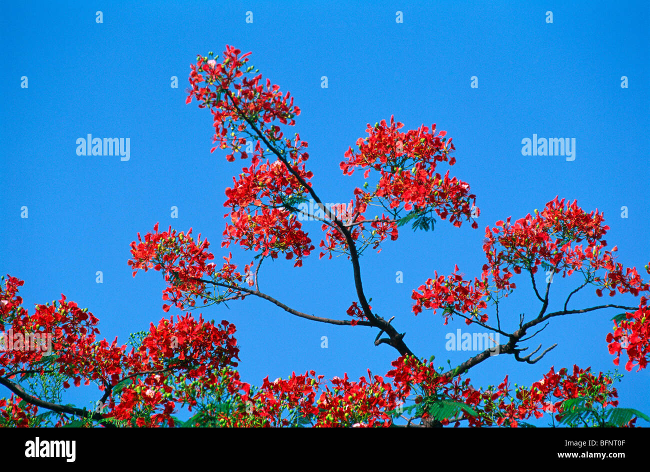 Flowering tree ; Royal poinciana ; Gulmohar ; Gul mohur ; delonix regia ...