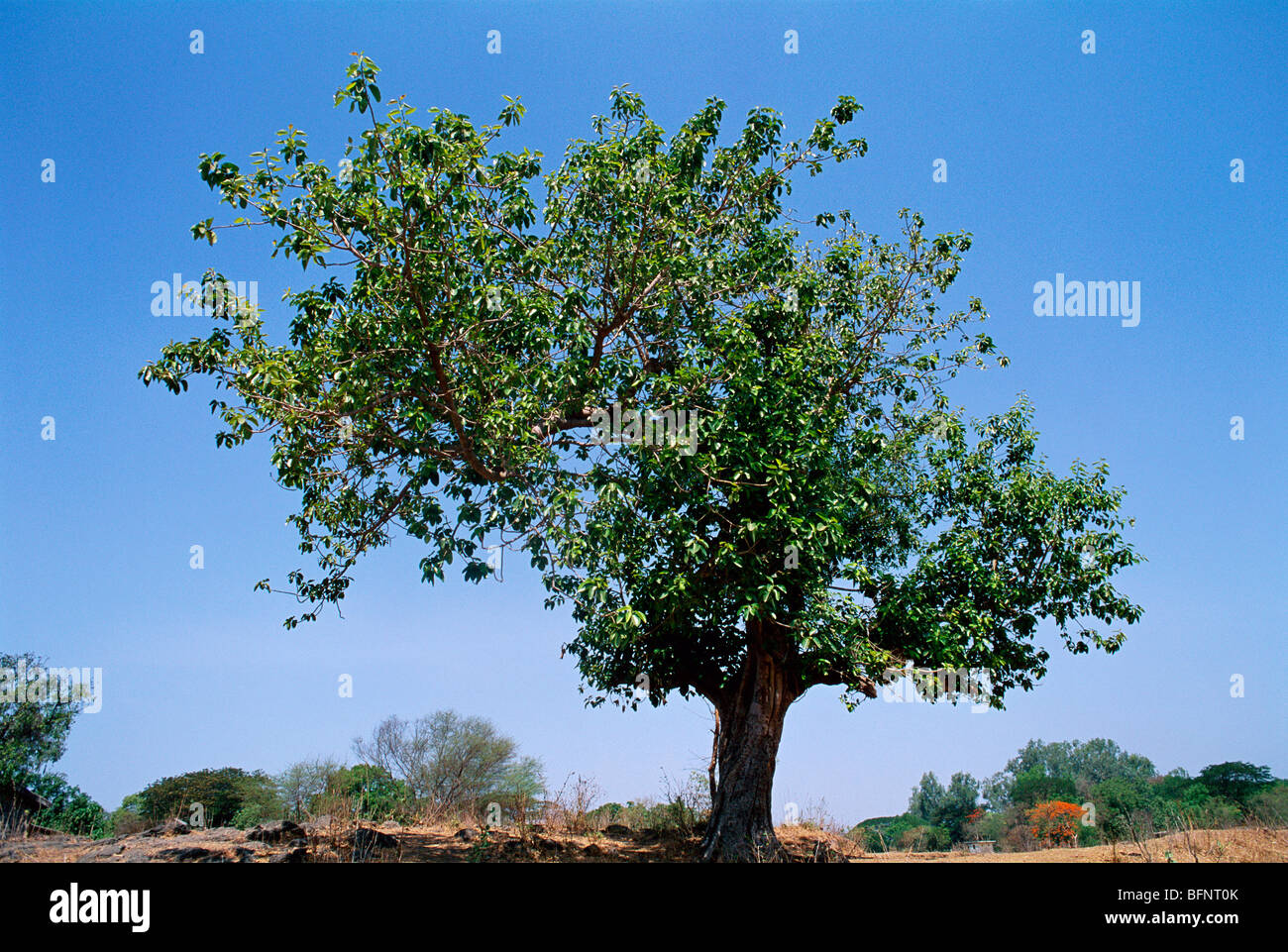 Banyan tree ficus bengalensis hi-res stock photography and images - Alamy