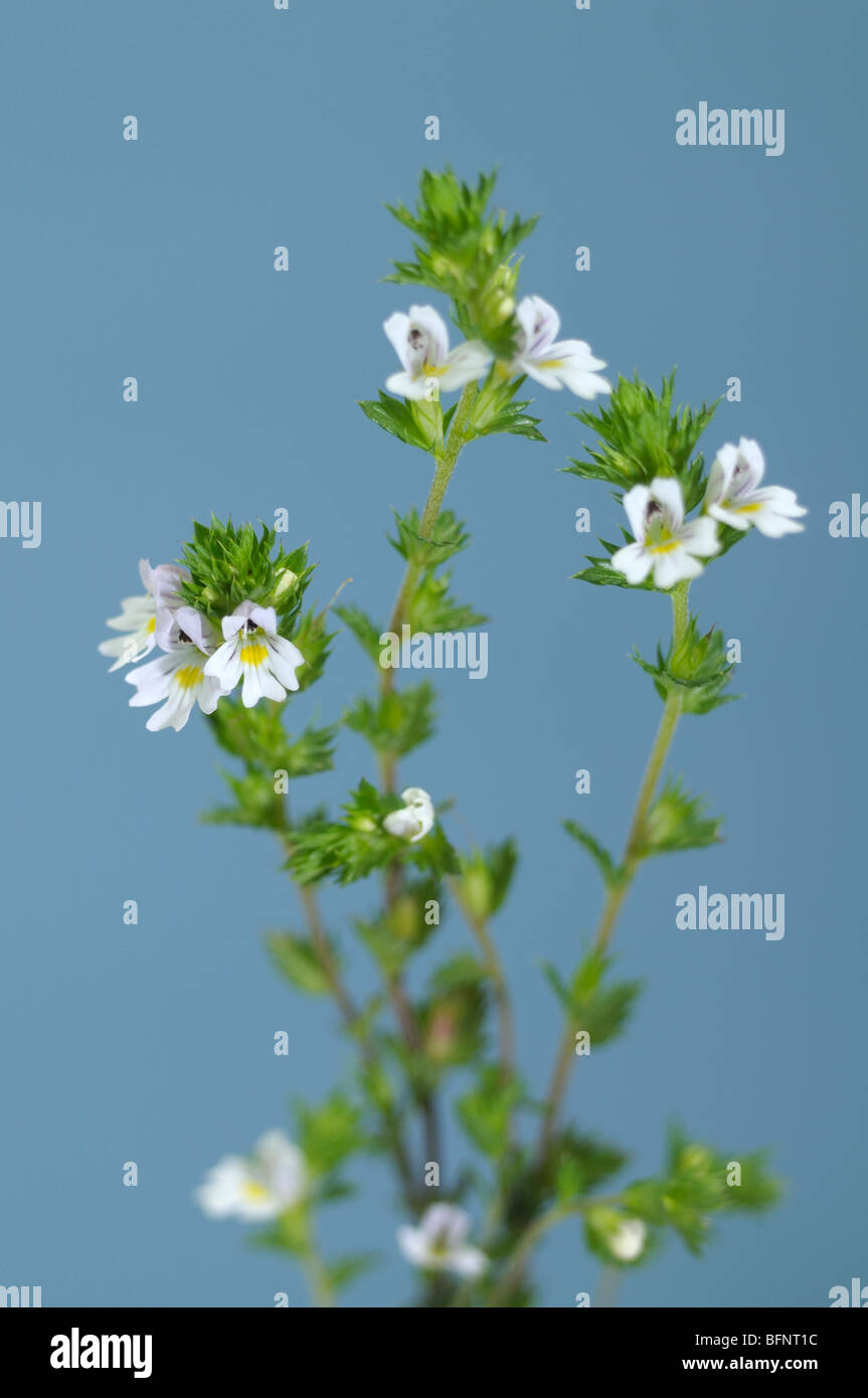 Eyebright (Euphrasia officinalis, Euphrasia rostkoviana), flowering ...