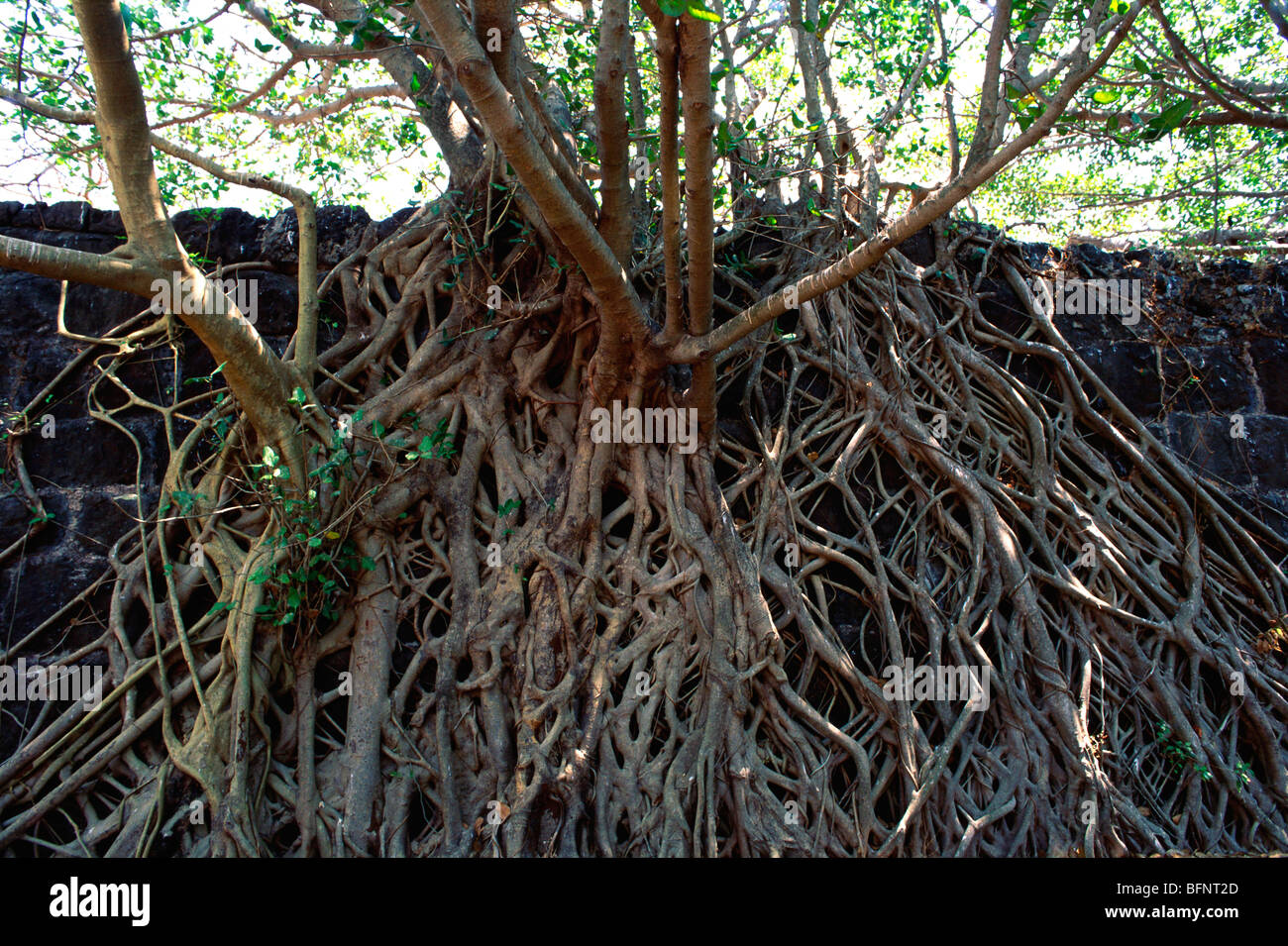 Tree roots ; Suvarnadurg ; Dapoli ; Harnai ; Konkan ; Maharashtra ...