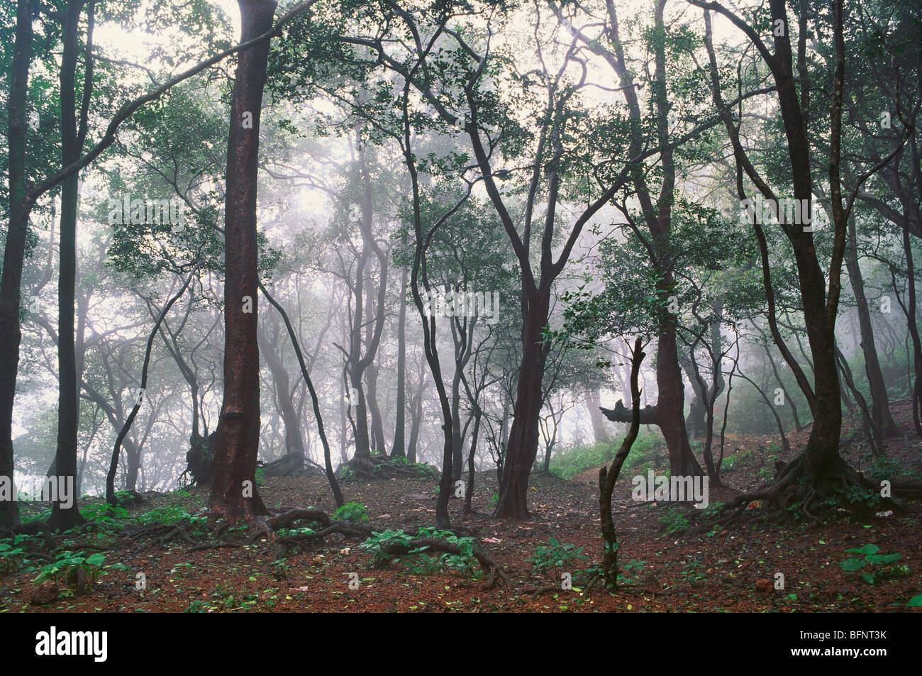 Hill Station ; Forest in mist ; Matheran ; Western Ghat ; Maharashtra ...