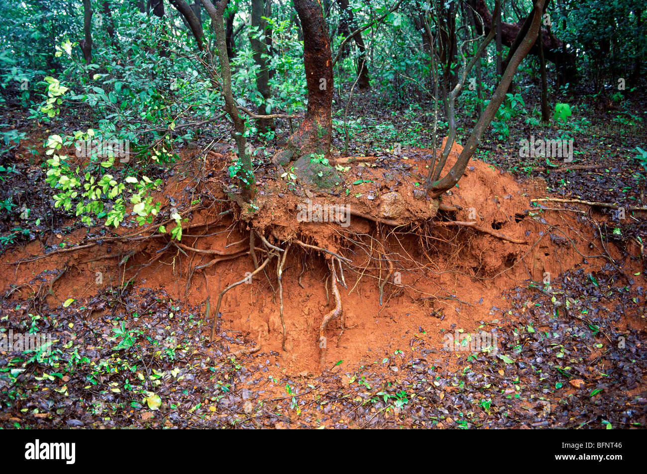 Indian red soil hi-res stock photography and images - Alamy