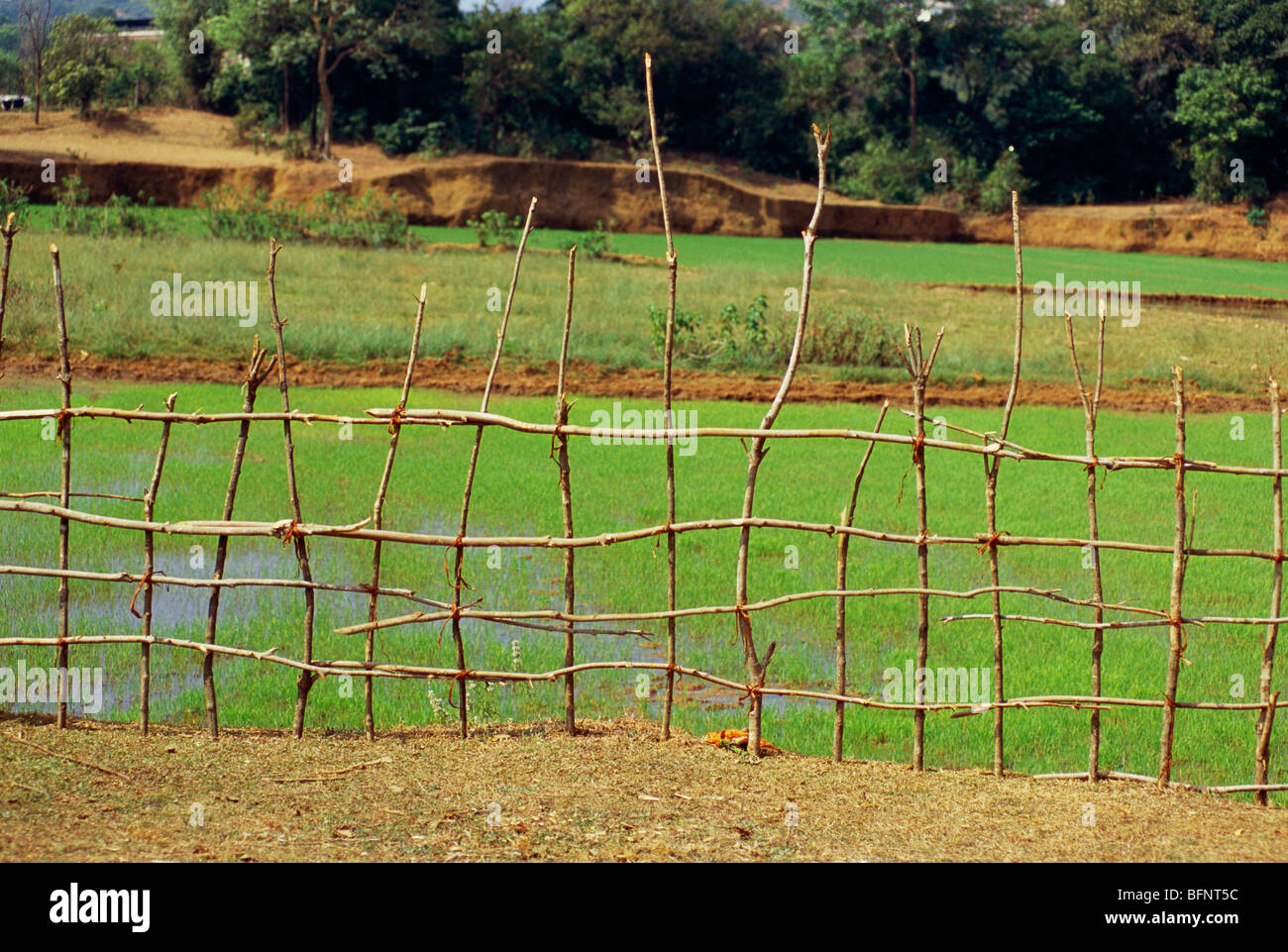 Tree branches fence around paddy field ; Amboli ; Sindhudurg ...