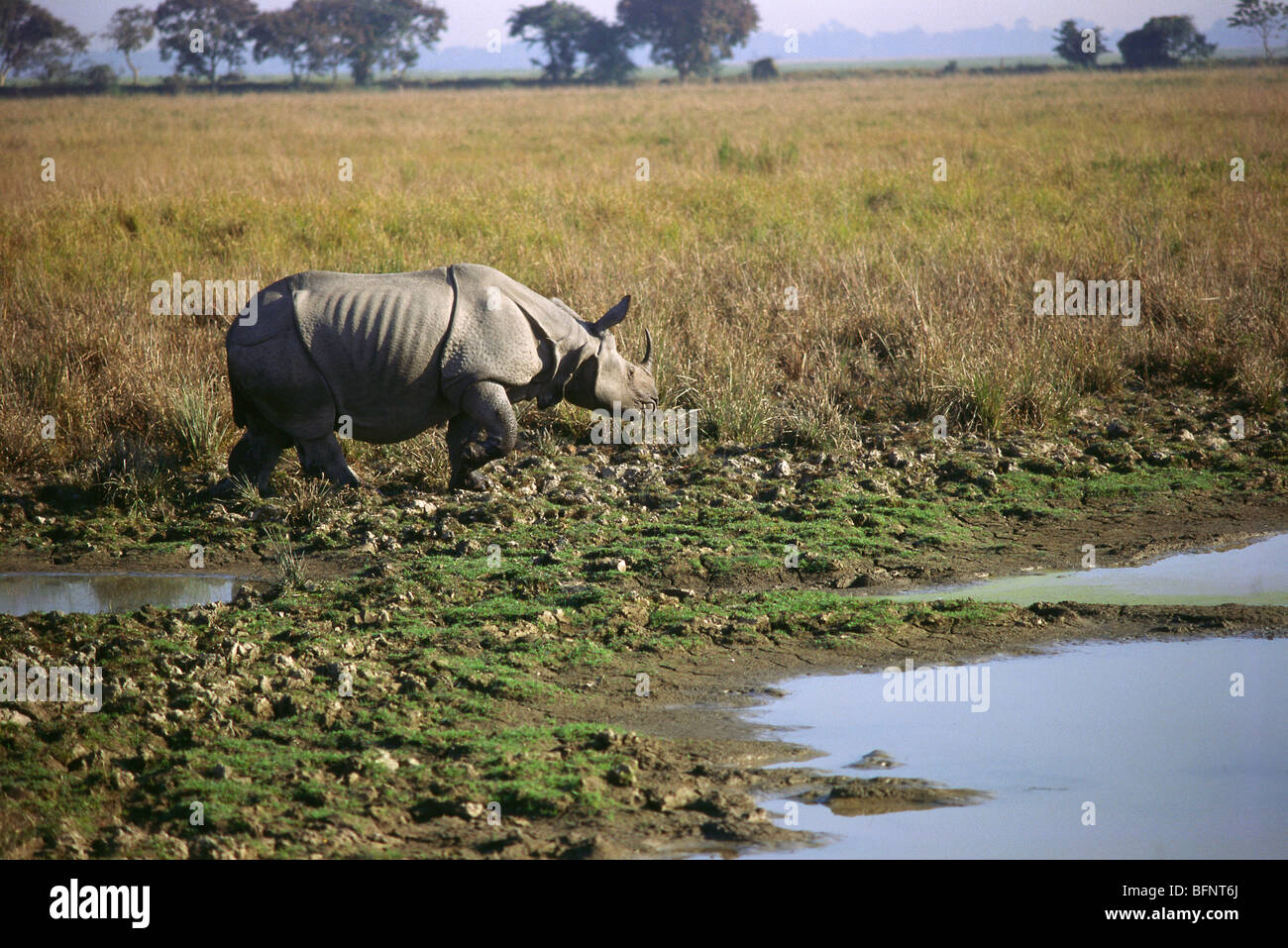 Rhinoceros one horned rhino in swamp ; Kaziranga national park ...