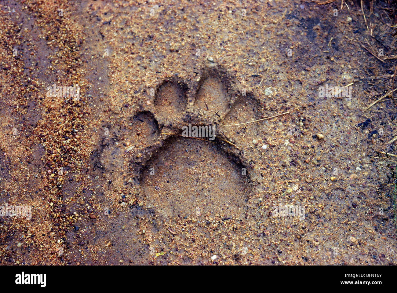 Tiger pug marks tracks ; Bandipur national park ; Karnataka ; India ...