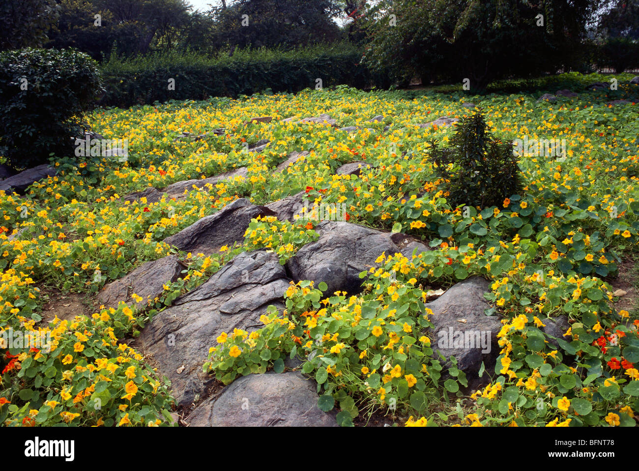 Yellow flowers in Lodhi Garden ; Delhi ; India ; Asia ; Indian ; Asian ...