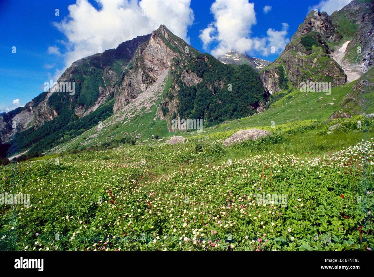 Valley Of Flowers National Park Chamoli Uttarakhand