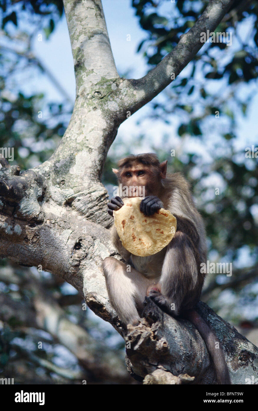 Monkey eating bread hi-res stock photography and images - Alamy