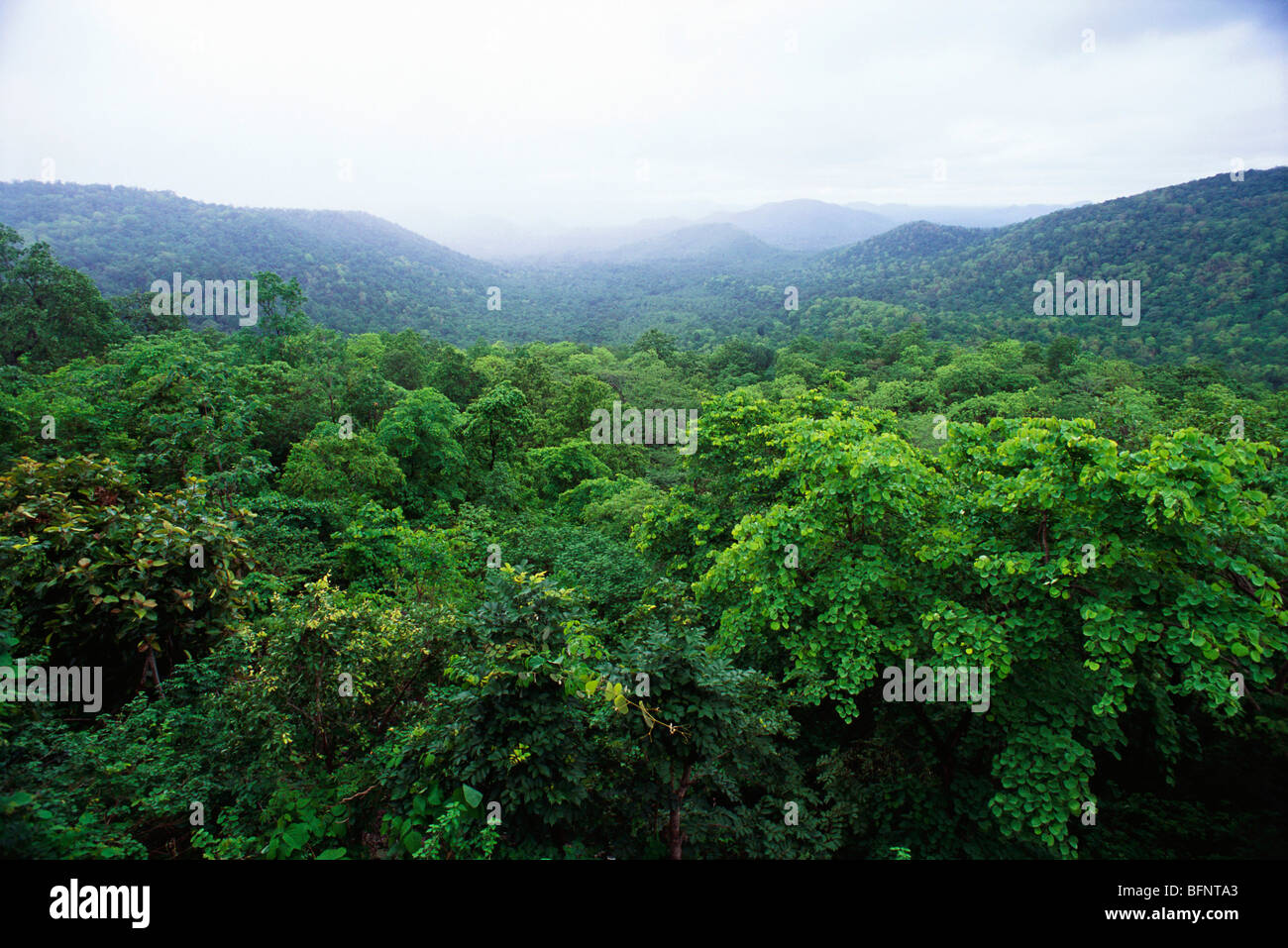 Forest ; Bastar ; Chhattisgarh ; India ; asia Stock Photo - Alamy