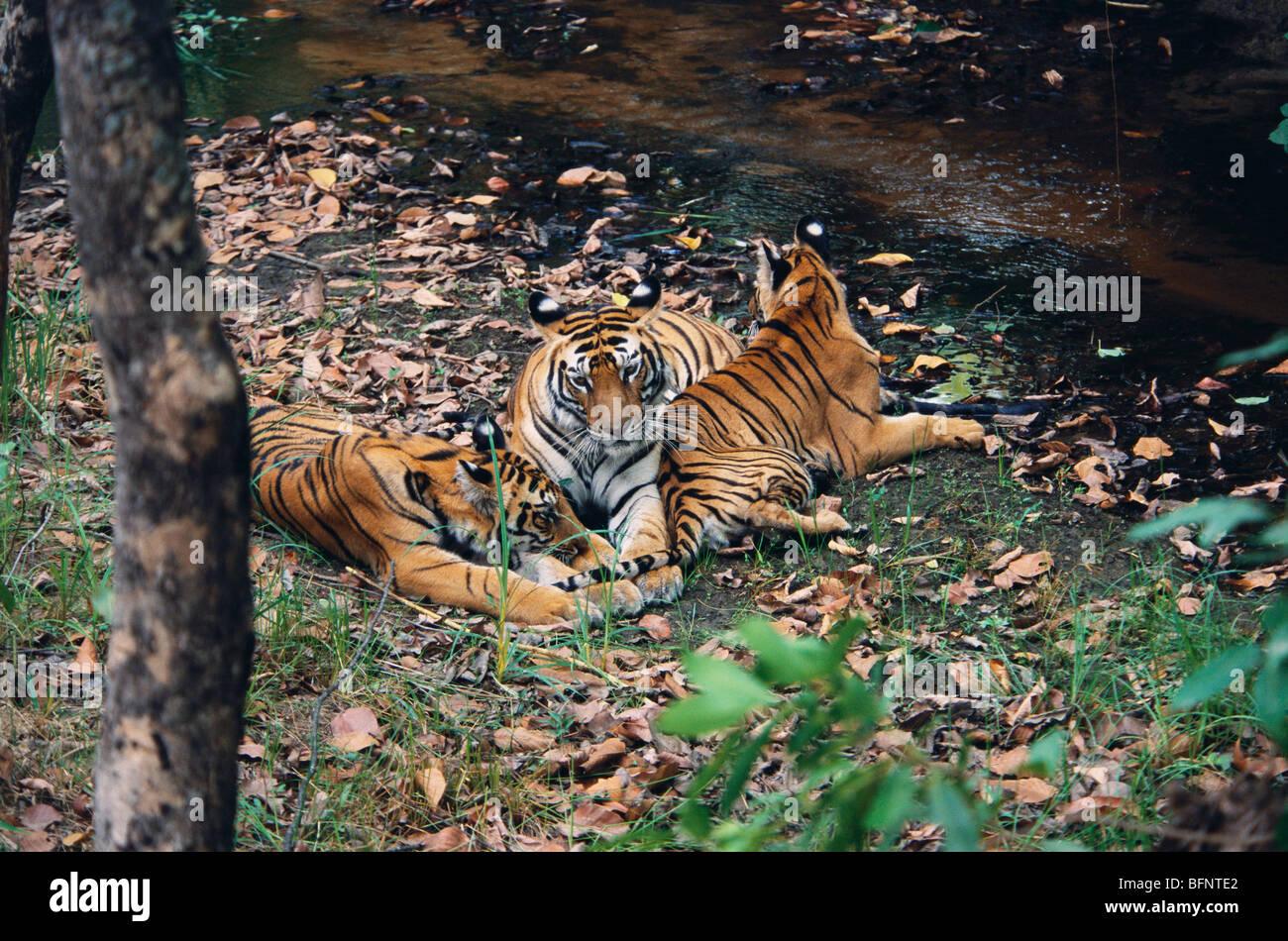 Tiger cub eating hi-res stock photography and images - Alamy