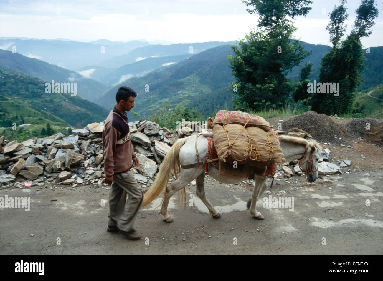 Working Donkey with man in Shimla Koti Himachal Pradesh India Stock ...