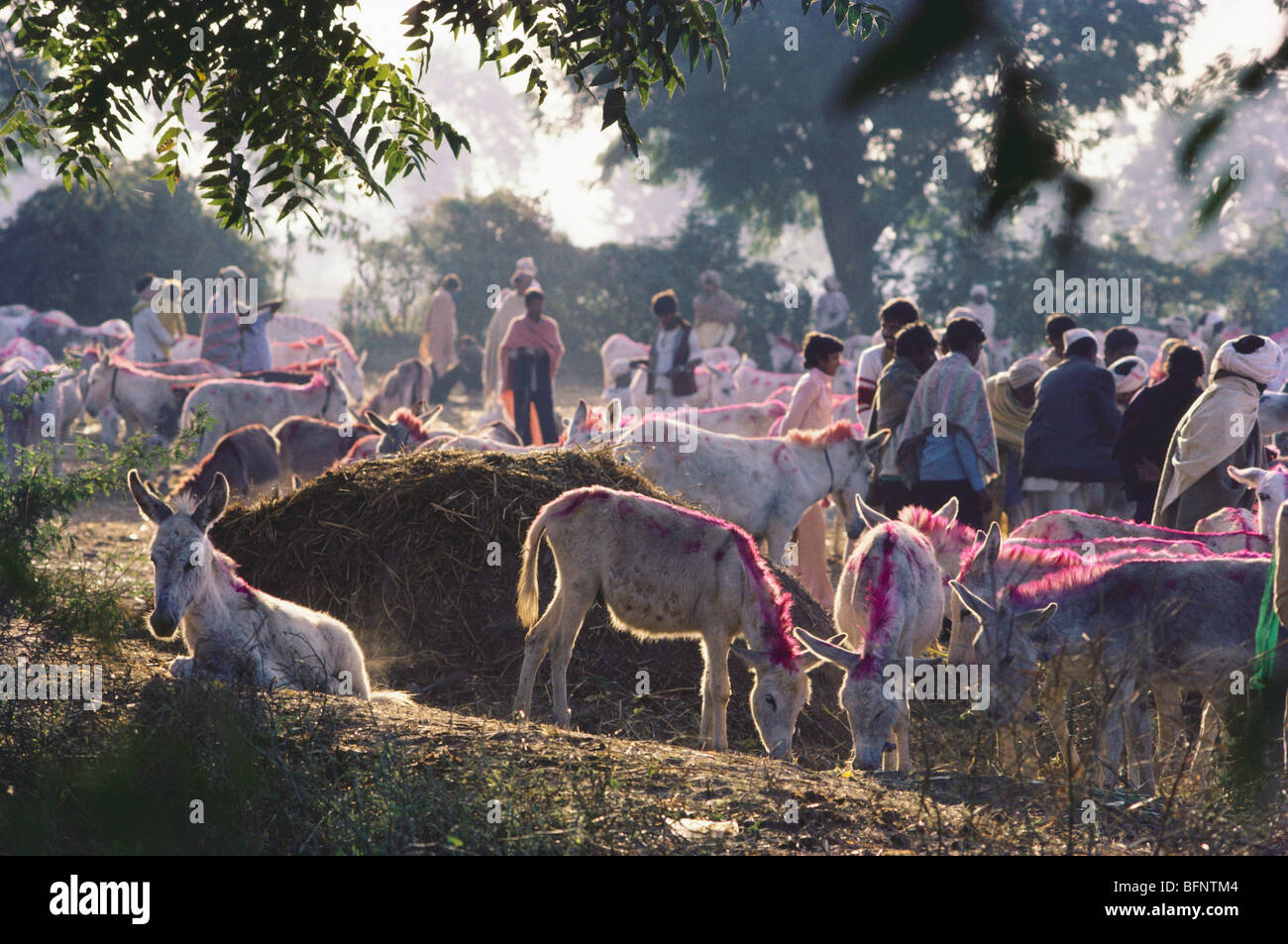 Vautha mela hi-res stock photography and images - Alamy