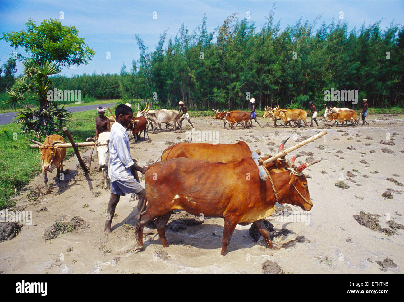 Farming cow ploughing field hi-res stock photography and images - Alamy