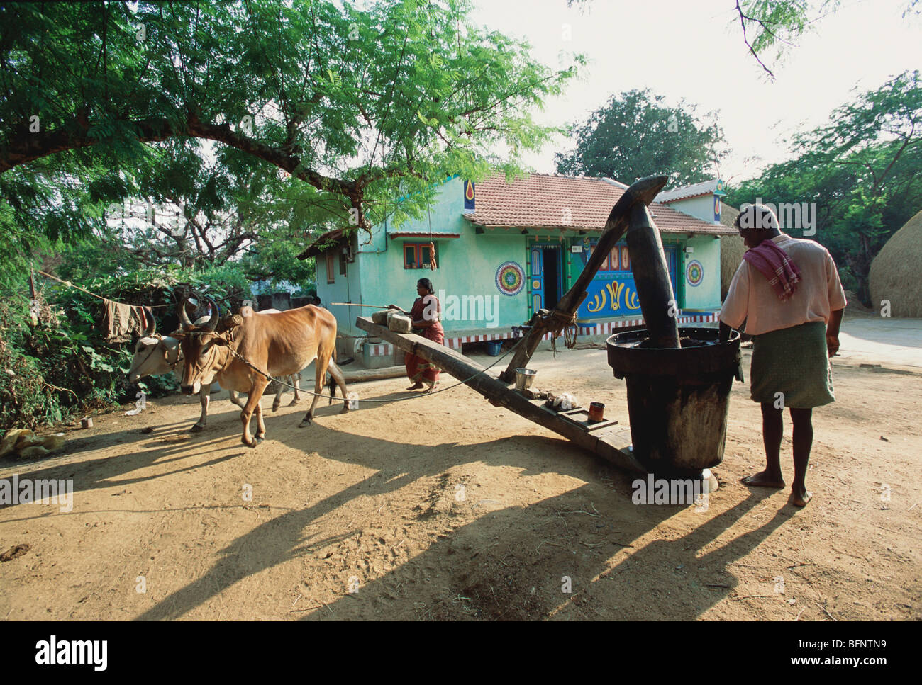 Chakku ; traditional bull driven wooden oil extractor ; Tamil Nadu ...